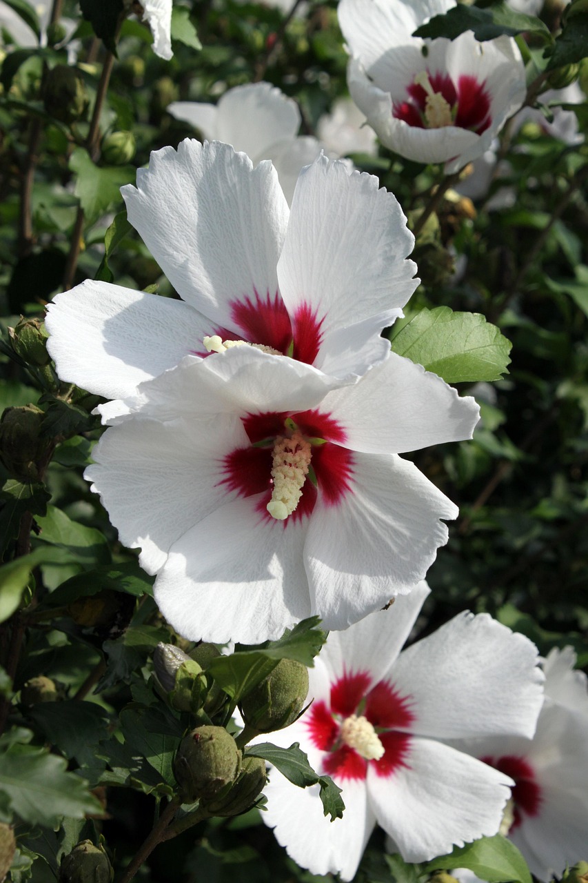 Rose De Sharon La Corée Du Sud - Photo gratuite sur Pixabay