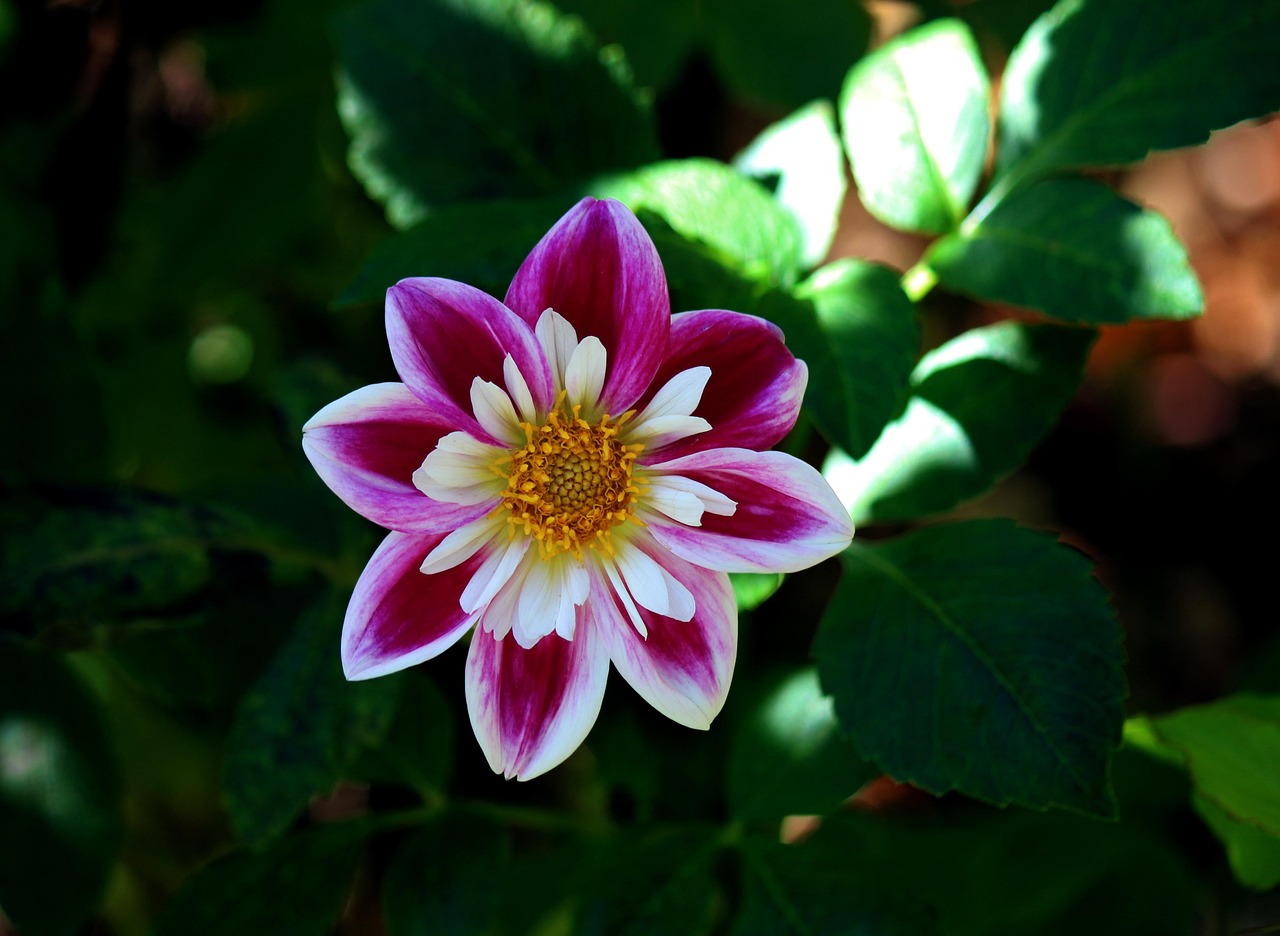Dahlia Fleur Bloom - Photo gratuite sur Pixabay - Pixabay