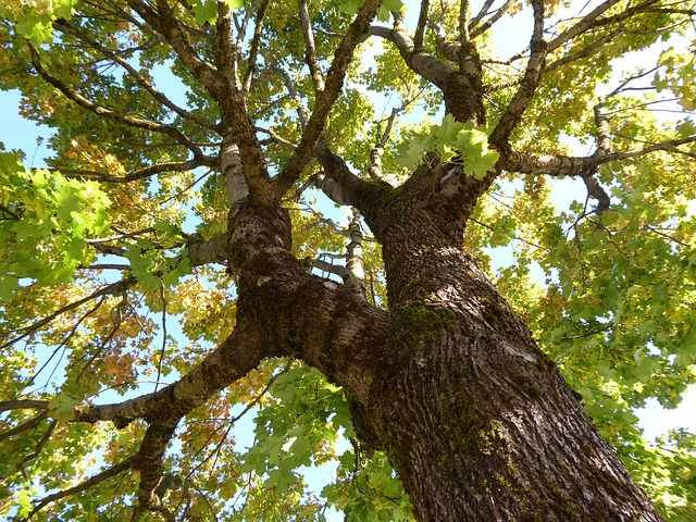 La Nature Paysage Arbre - Photo gratuite sur Pixabay - Pixabay