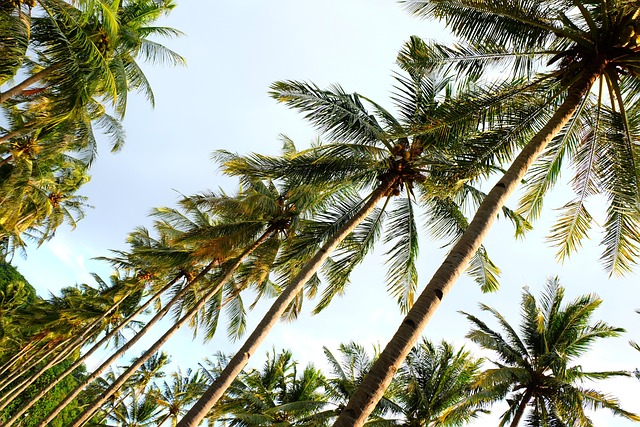 Coco Verde Tropical - Foto gratuita no Pixabay - Pixabay