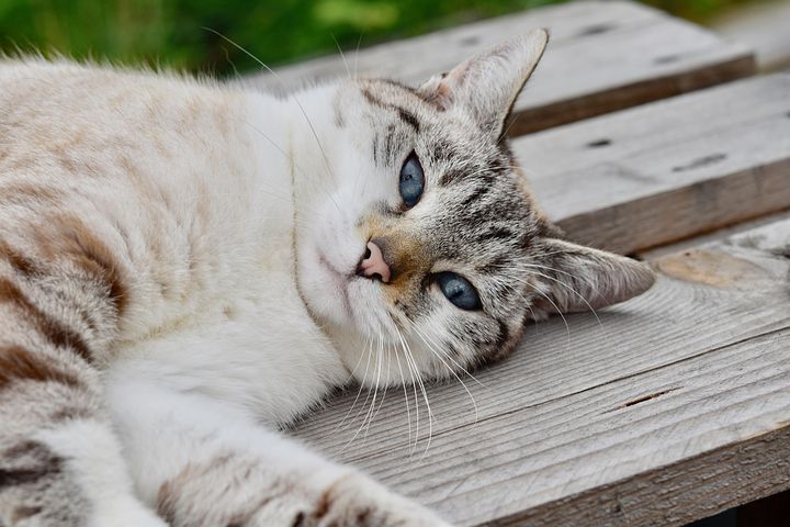 10,000+ Free Cute Cat & Cat Images