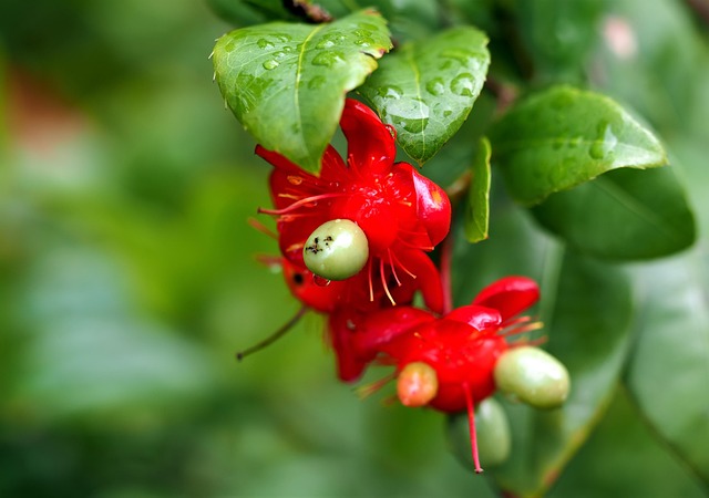 Rode Bloem Buitenshuis Natuurlijk - Gratis foto op Pixabay - Pixabay