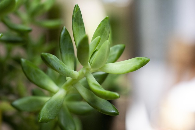 Plante Succulent Fleur - Photo gratuite sur Pixabay - Pixabay