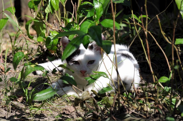 Animal Bushes Cat - Free photo on Pixabay - Pixabay
