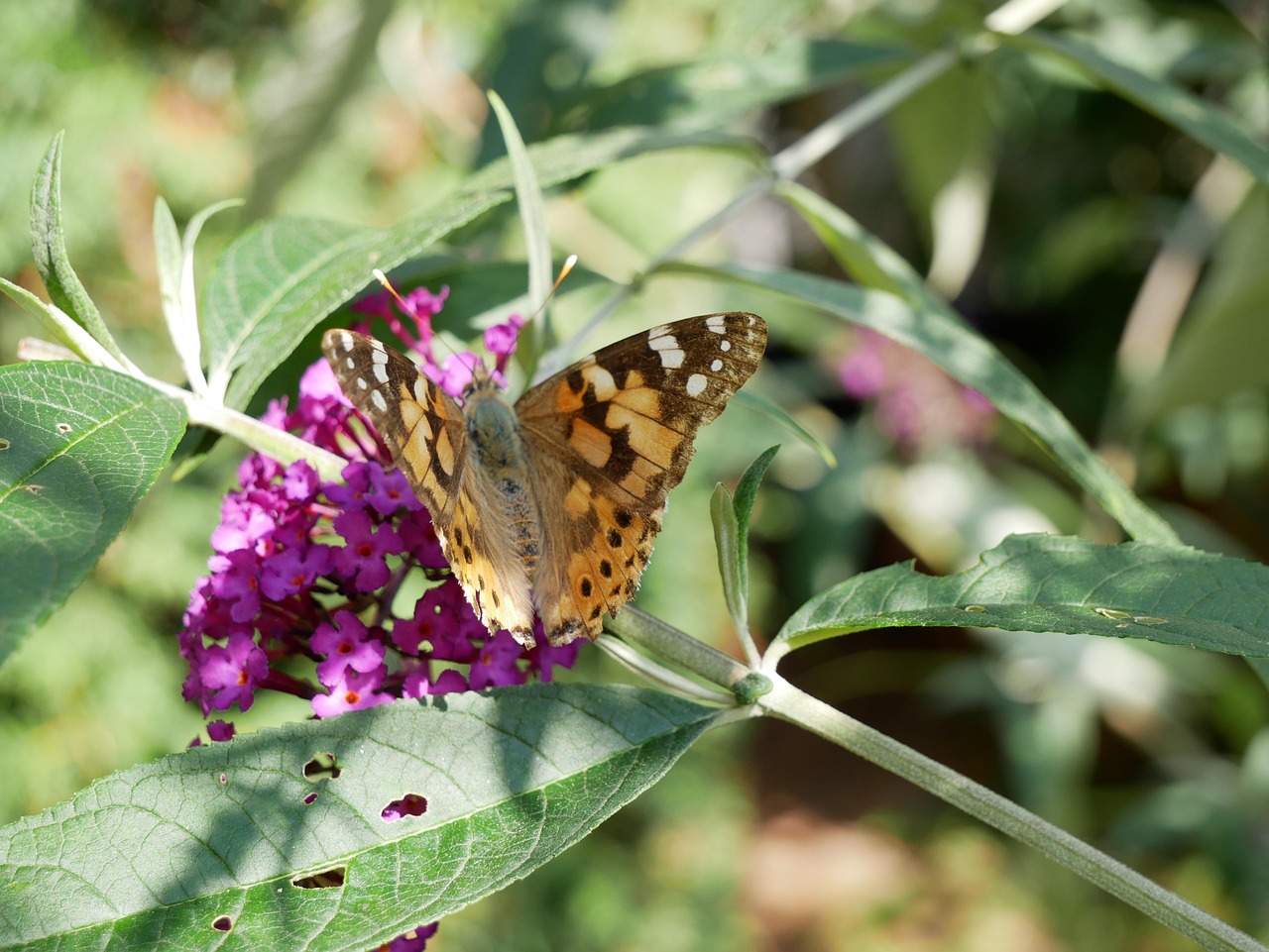 Papillon Lame La Nature Le - Photo gratuite sur Pixabay - Pixabay