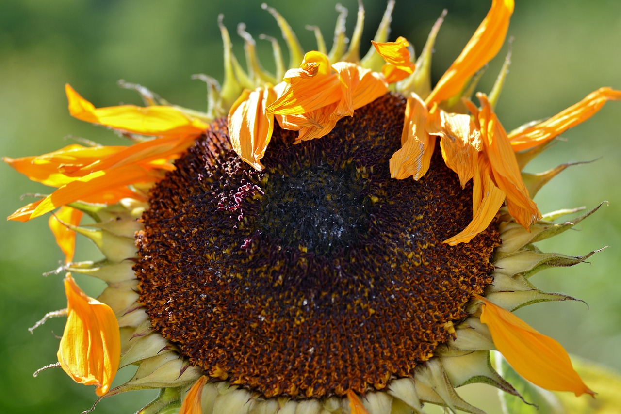 Sunflower Finished Blooming Seeds - Free photo on Pixabay - Pixabay