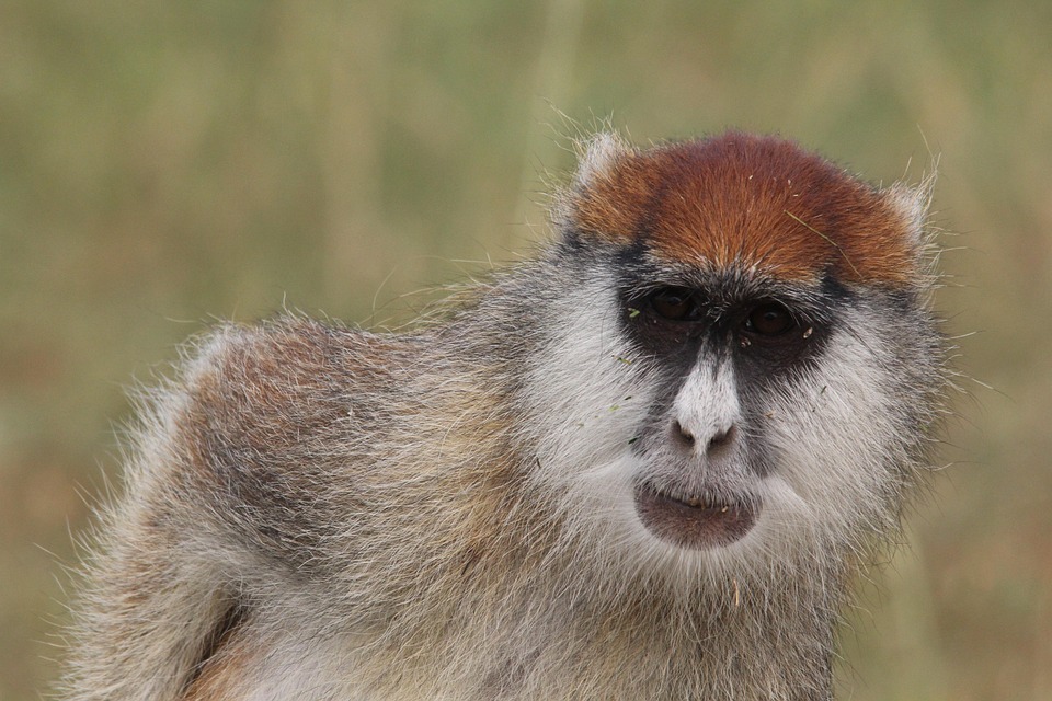 Monkey Close Up Scratch - Free photo on Pixabay - Pixabay