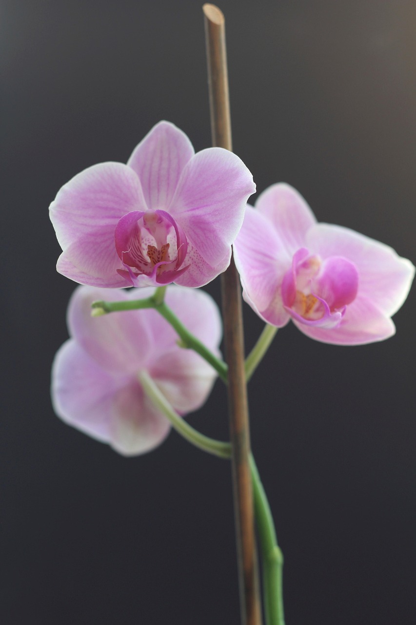 Bunga Merah Jambu Vas - Foto gratis di Pixabay - Pixabay