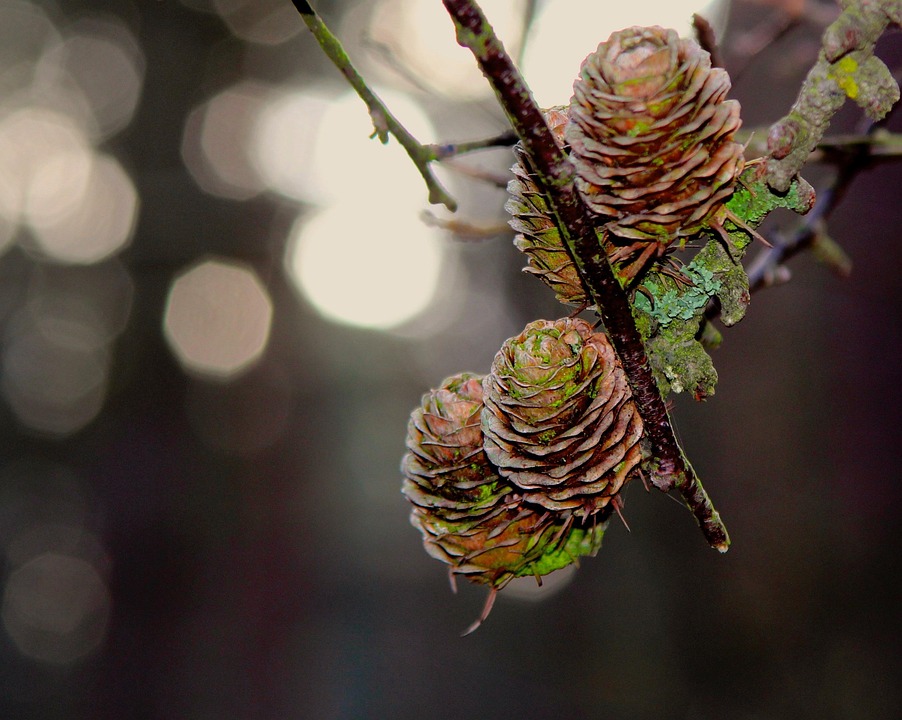 Tree Acorn Nature - Free photo on Pixabay - Pixabay