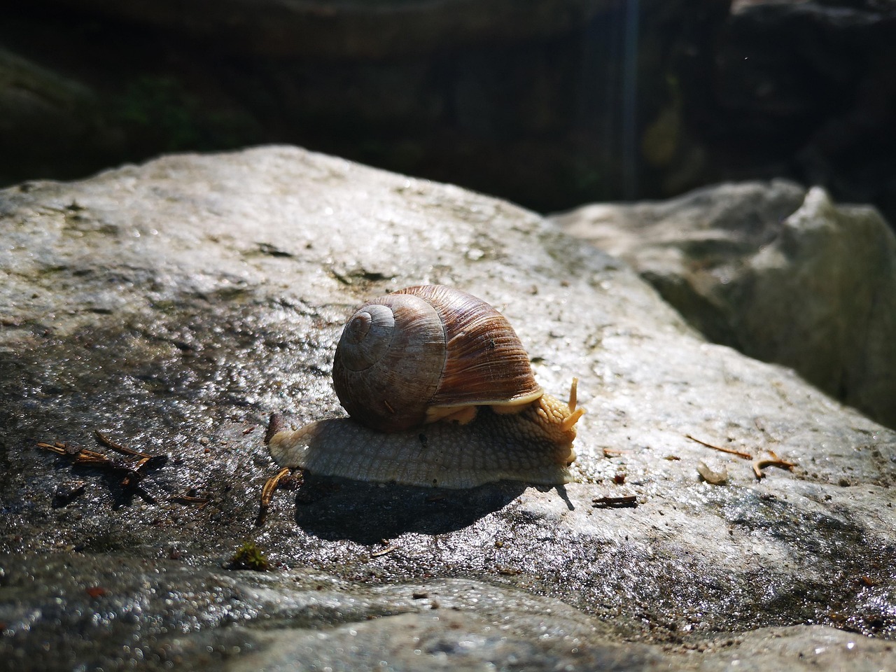 Escargot Ralentir Pierre - Photo gratuite sur Pixabay - Pixabay