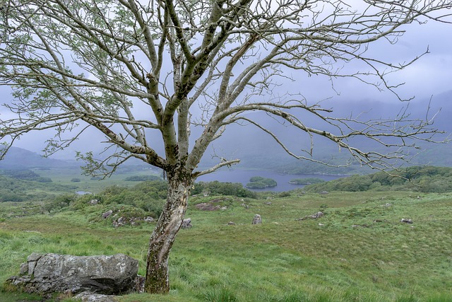 Tree Branches Nature - Free photo on Pixabay