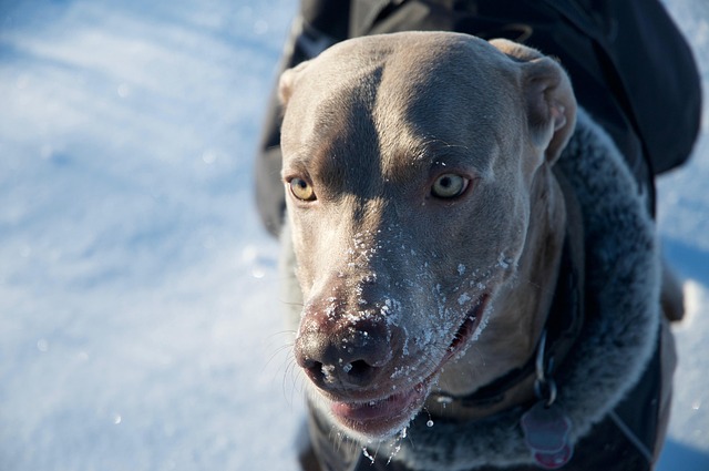Chien Braque De Weimar Hiver - Photo gratuite sur Pixabay - Pixabay