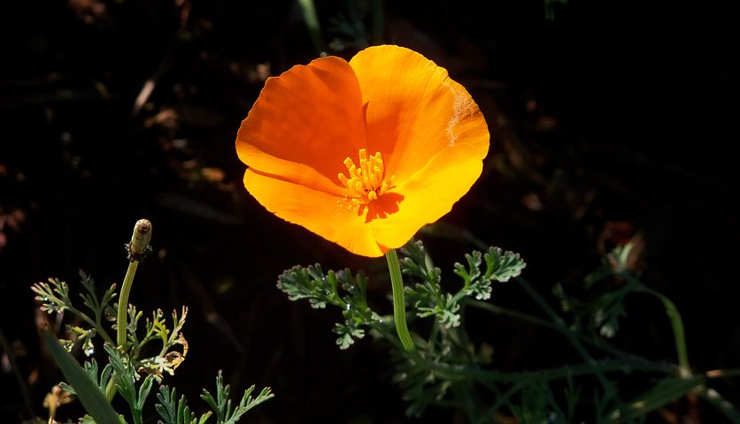 100+ Free California Poppy & Poppy Images