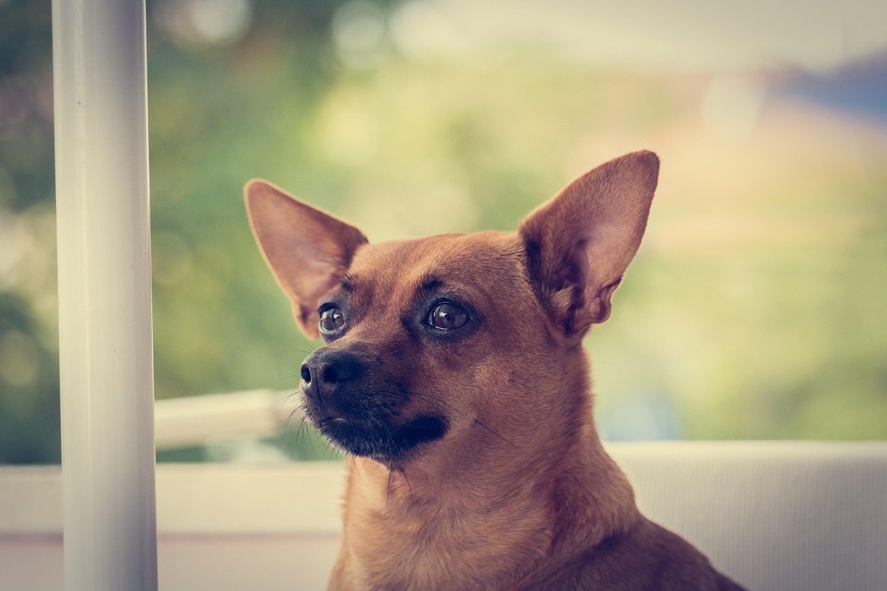 Perro Cachorro Pincher - Foto gratis en Pixabay - Pixabay