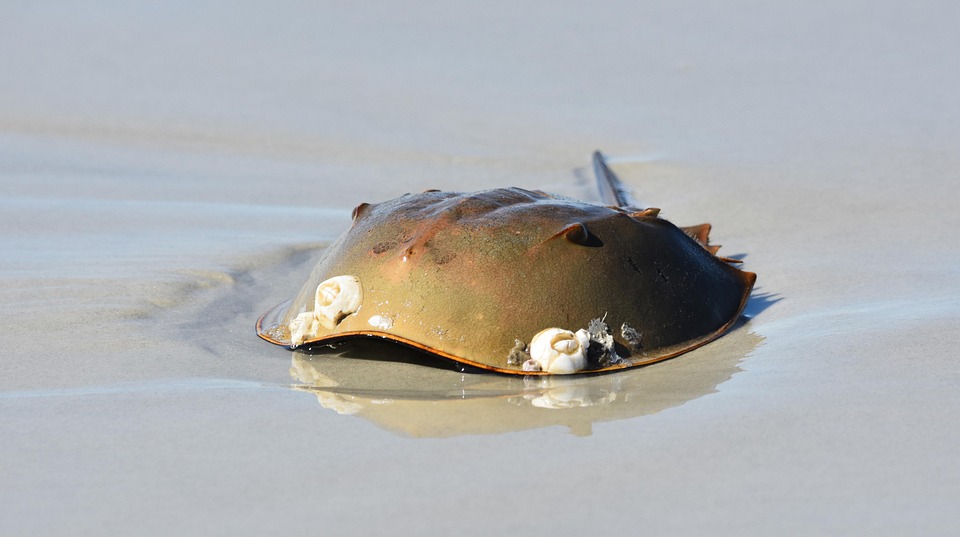 カブトガニ 海 海洋 - Pixabayの無料写真 - Pixabay