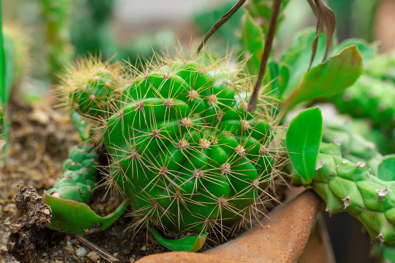 Cactus Espina Planta - Foto gratis en Pixabay - Pixabay