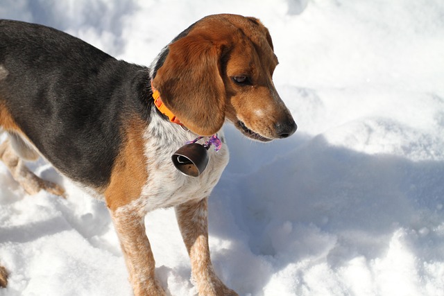 Perro Nieve - Foto gratis en Pixabay - Pixabay