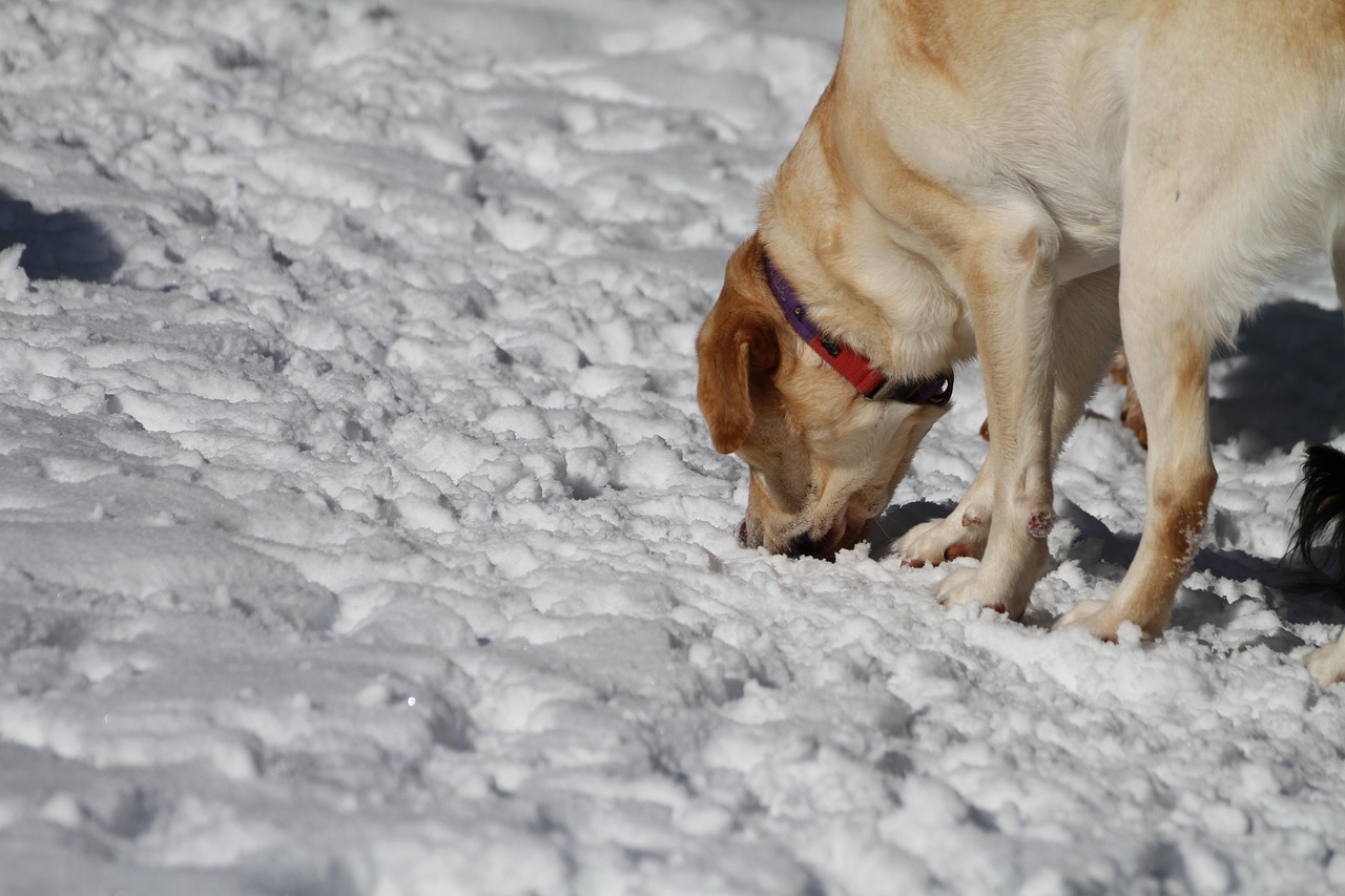 Perro Nieve Cachorro Gris - Foto gratis en Pixabay - Pixabay