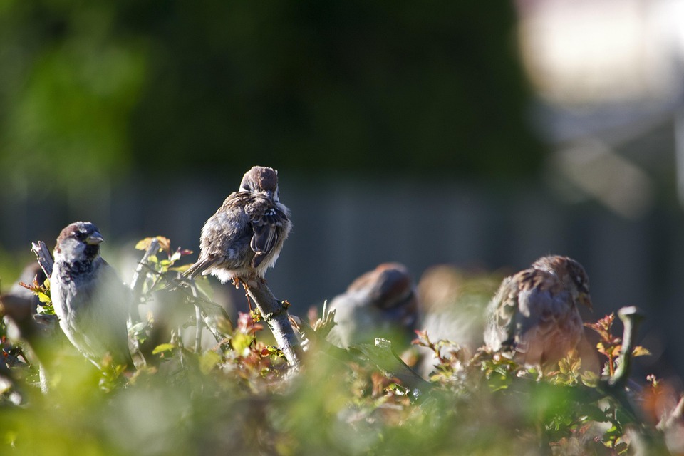Spurv Sparrow Gråspurve - Free photo on Pixabay - Pixabay