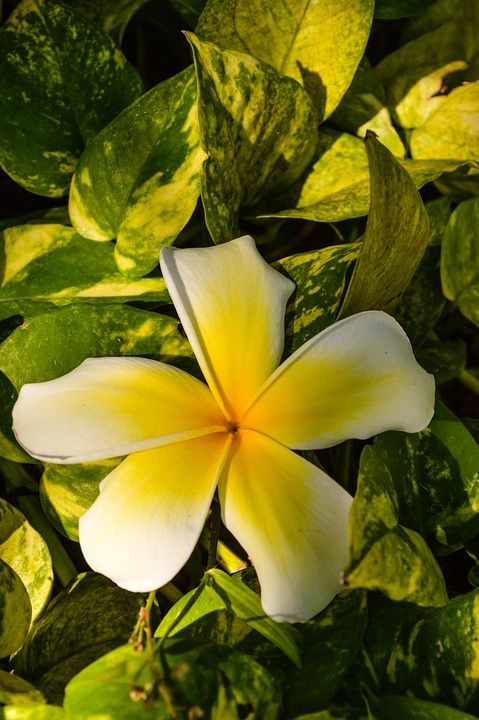 Asian Flower Sun Bud East - Free photo on Pixabay - Pixabay
