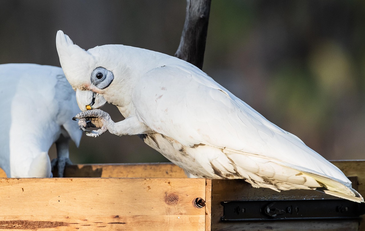 Lintuja Wildlife Corella Luonne - Ilmainen valokuva Pixabayssa - Pixabay