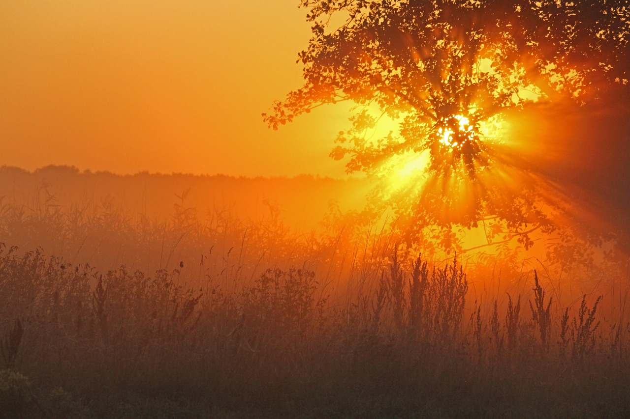 Nature Wallpaper Morning Sunlight