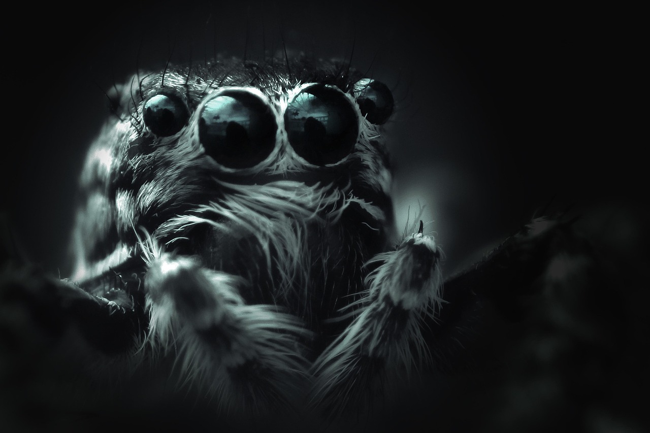 Spider Bouncing Web Salticidae - Free photo on Pixabay
