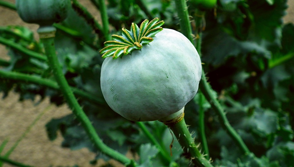 Poppy Plant Garden - Free photo on Pixabay