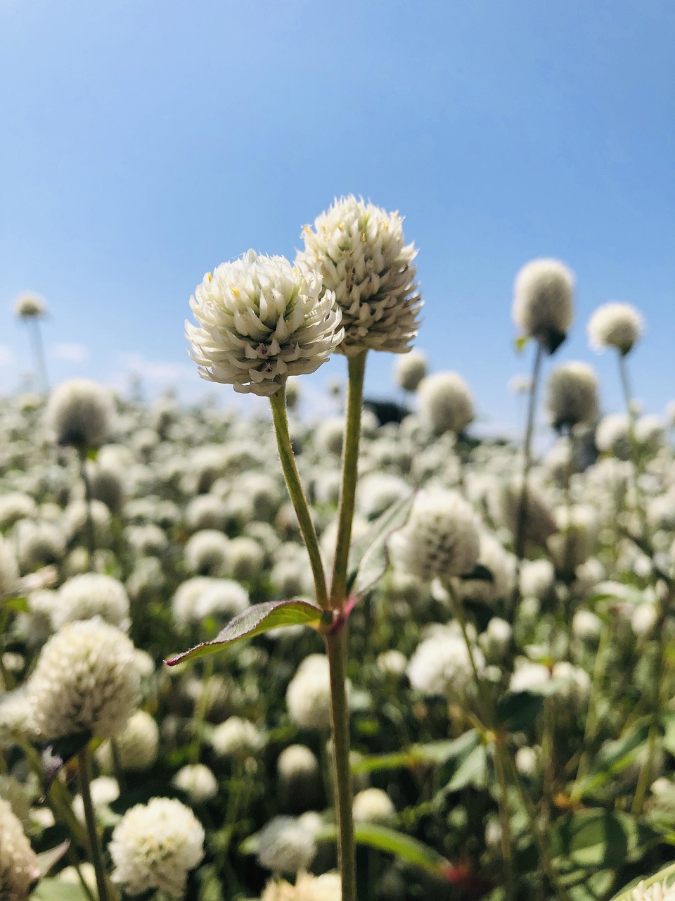 Fleur Blanche Nature - Photo gratuite sur Pixabay - Pixabay