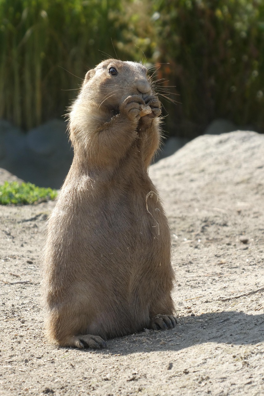 Chien De Prairie Zoo Village - Photo gratuite sur Pixabay - Pixabay
