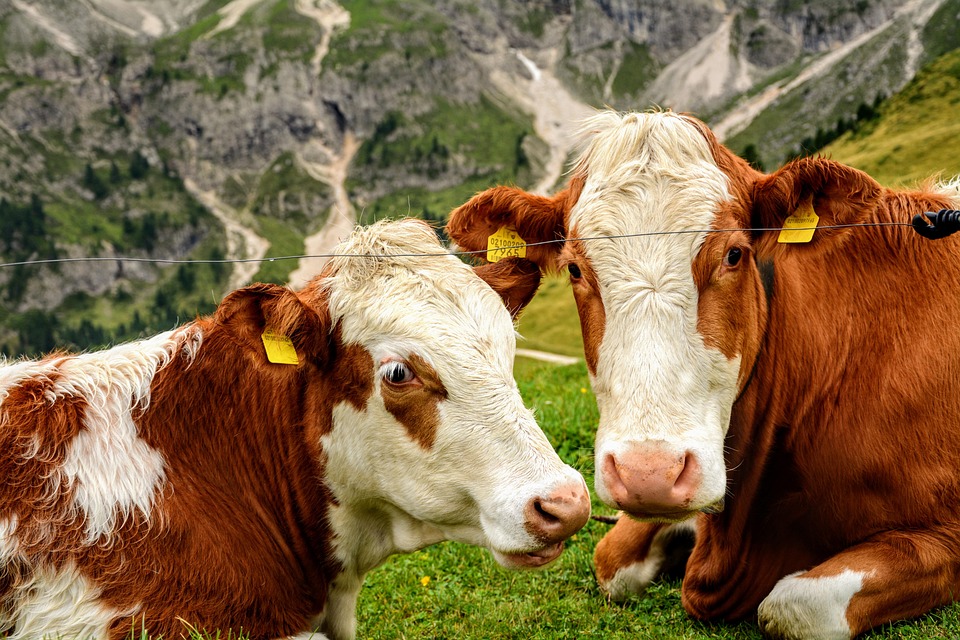 Couple Vaches Bovins - Photo gratuite sur Pixabay - Pixabay
