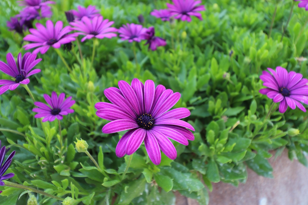 Flowers Plants Color Purple - Free photo on Pixabay - Pixabay