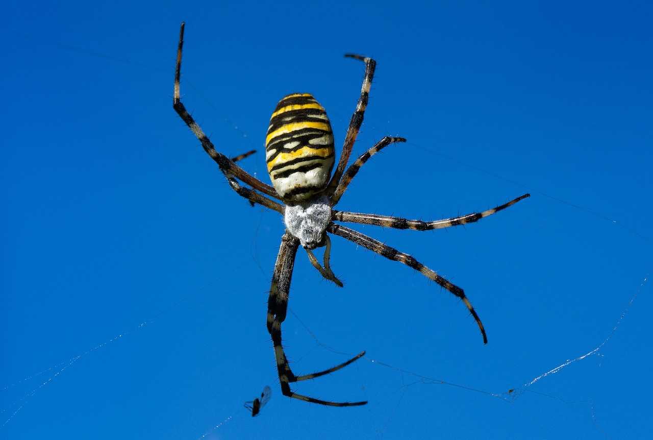 Wasp Spider Web Caught - Free photo on Pixabay - Pixabay