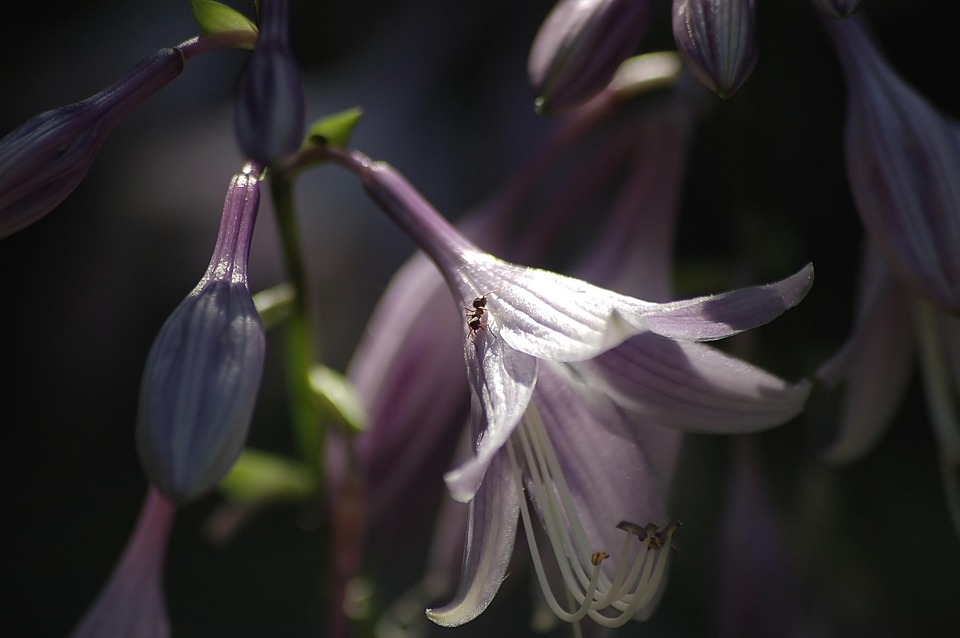 Fleur Cloche Lumière - Photo gratuite sur Pixabay