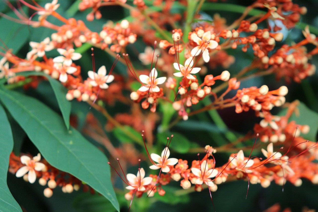 Fleurs Plantes Tropicales - Photo gratuite sur Pixabay - Pixabay