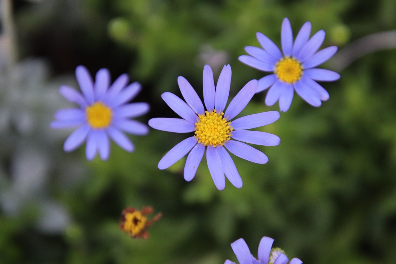 Bunga Biru Tanaman Musim - Foto gratis di Pixabay - Pixabay