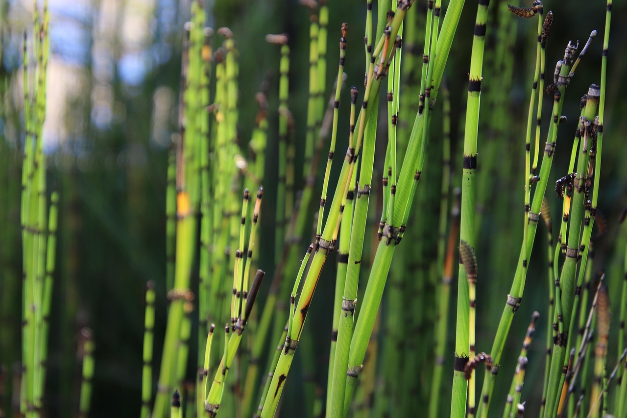 100+ Free Horsetail & Nature Images - Pixabay