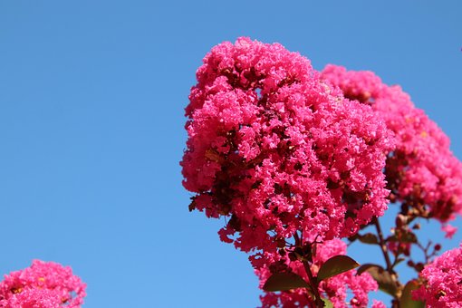 10+ Free Lagerstroemia Indica & Nature Photos - Pixabay