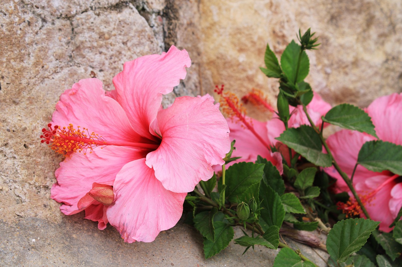 Hibiscus Rosa Flor Eibisch Chinese - Foto gratuita no Pixabay - Pixabay