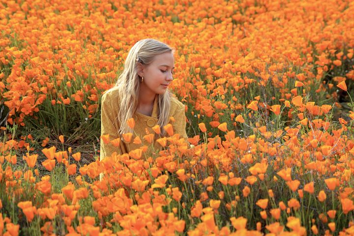 100+ Free California Poppy & Poppy Images