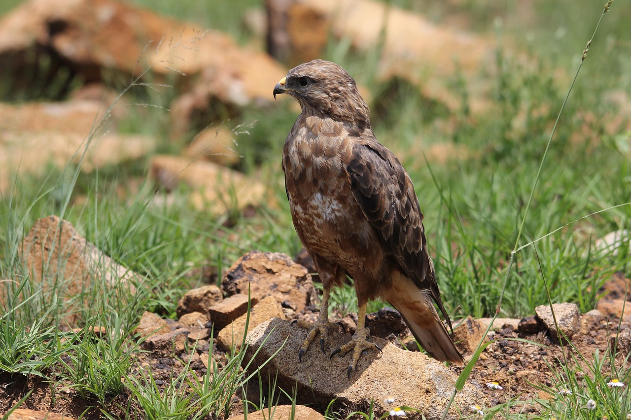 Falcon Hawk Eagle - Free photo on Pixabay