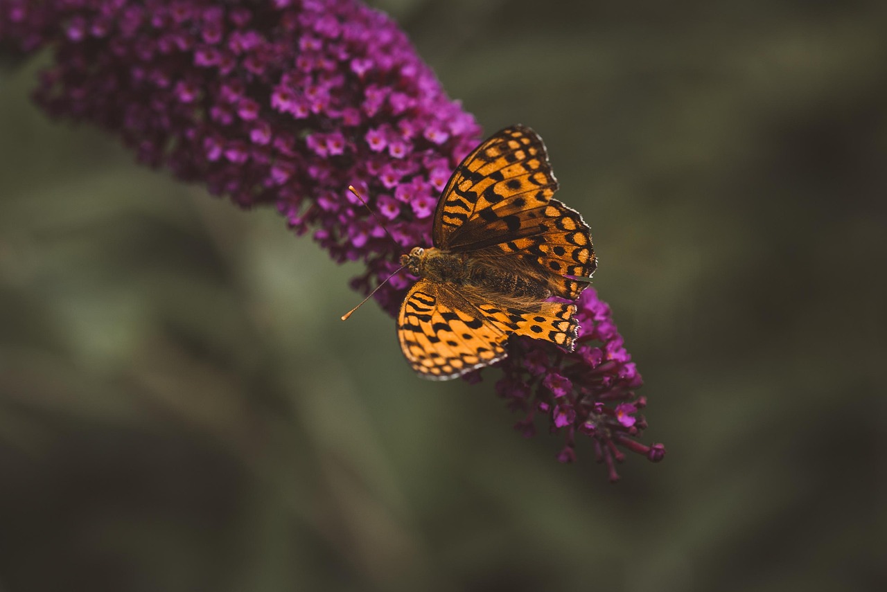 Butterfly Orange Lilac - Free photo on Pixabay - Pixabay