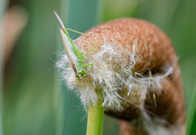 Long-Winged Conehead Conocephalus - Free photo on Pixabay - Pixabay