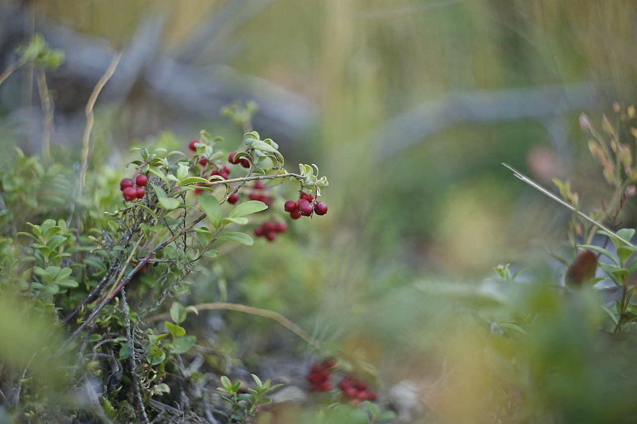 200+ Free Cranberry & Cranberries Photos - Pixabay
