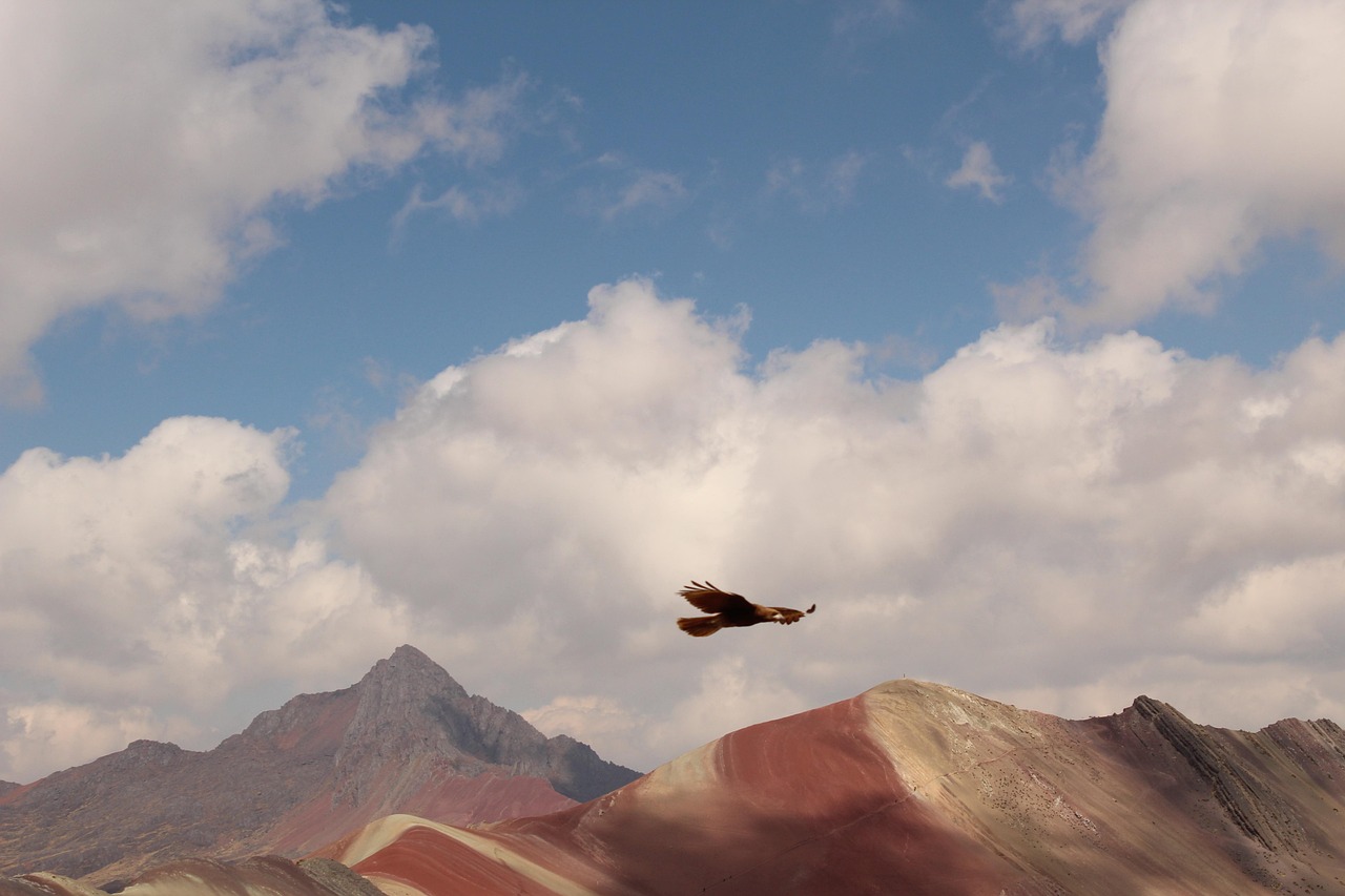Horizon Mountain Bird - Free photo on Pixabay - Pixabay