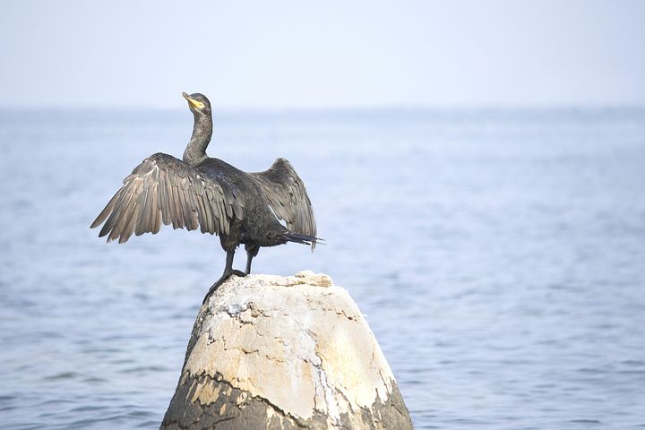 60+ Free Shag & Bird Images - Pixabay