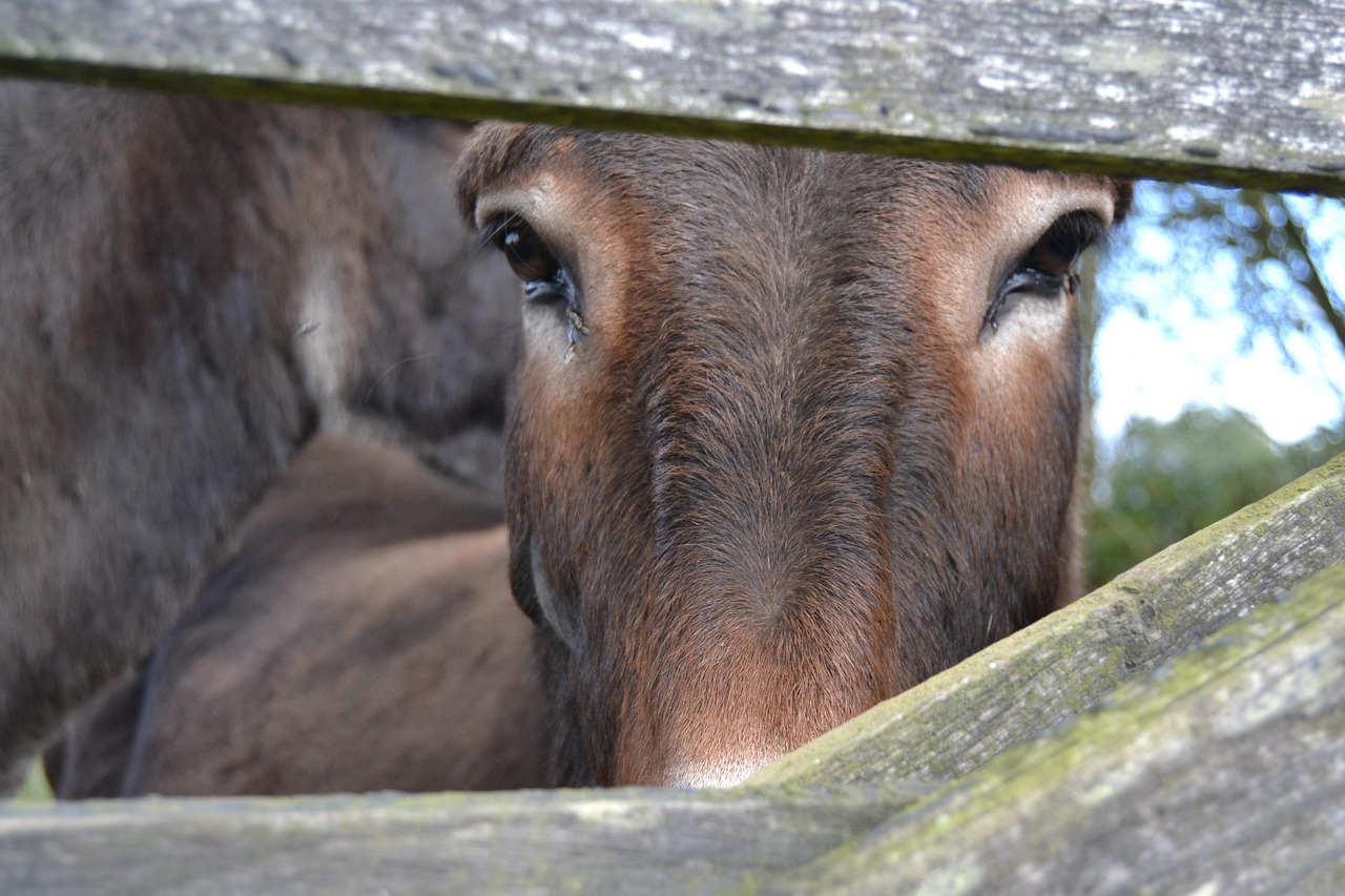 Donkey Eyes Fence - Free photo on Pixabay