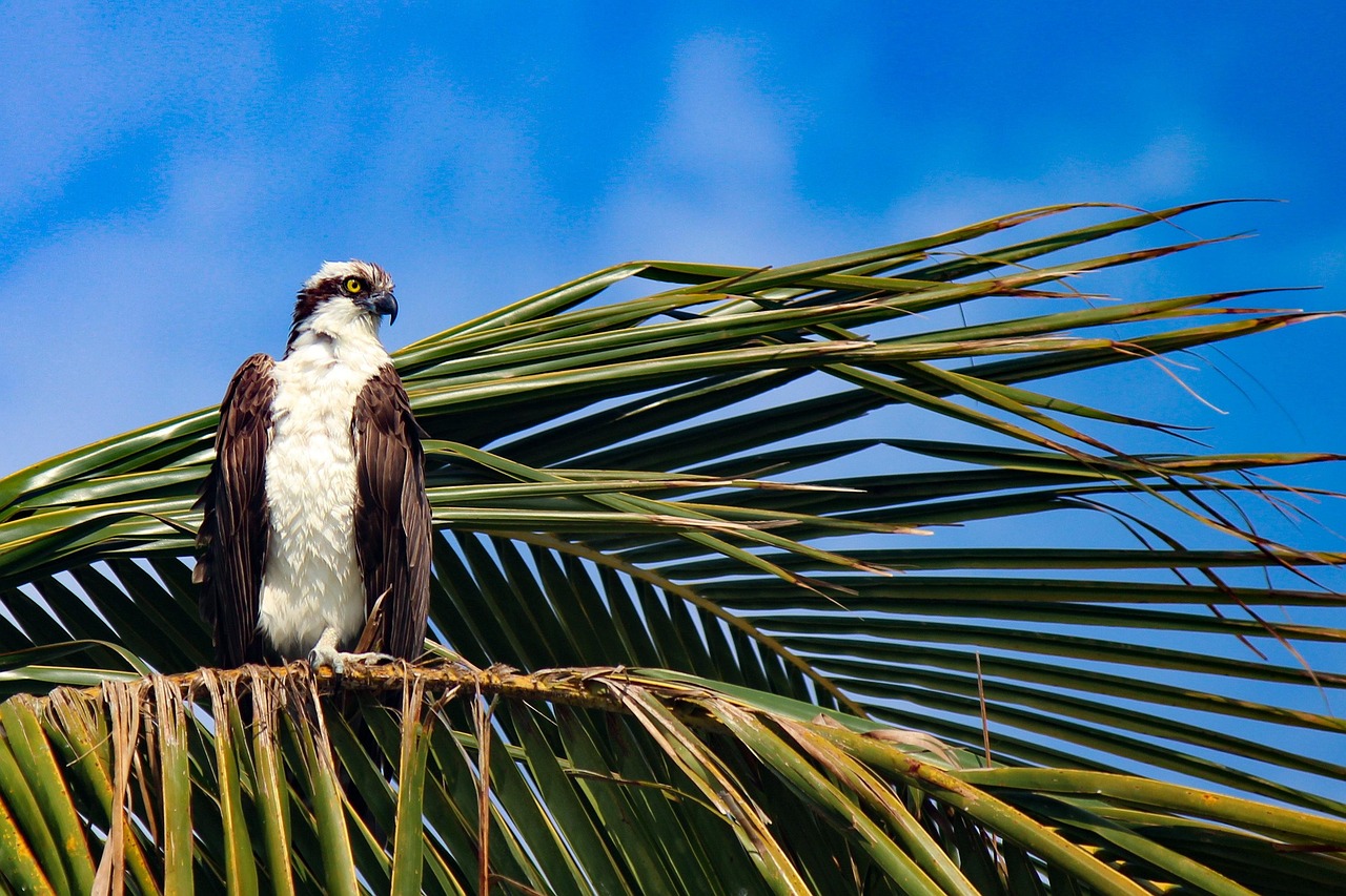 100,000+ Free Bird Osprey & Osprey Images - Pixabay