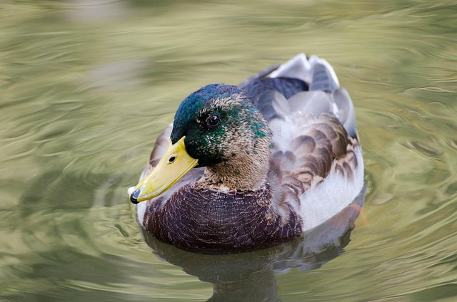 Pato Agua - Foto gratis en Pixabay - Pixabay