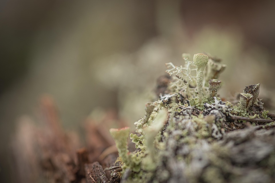 Lichen Forêt Nature - Photo gratuite sur Pixabay - Pixabay